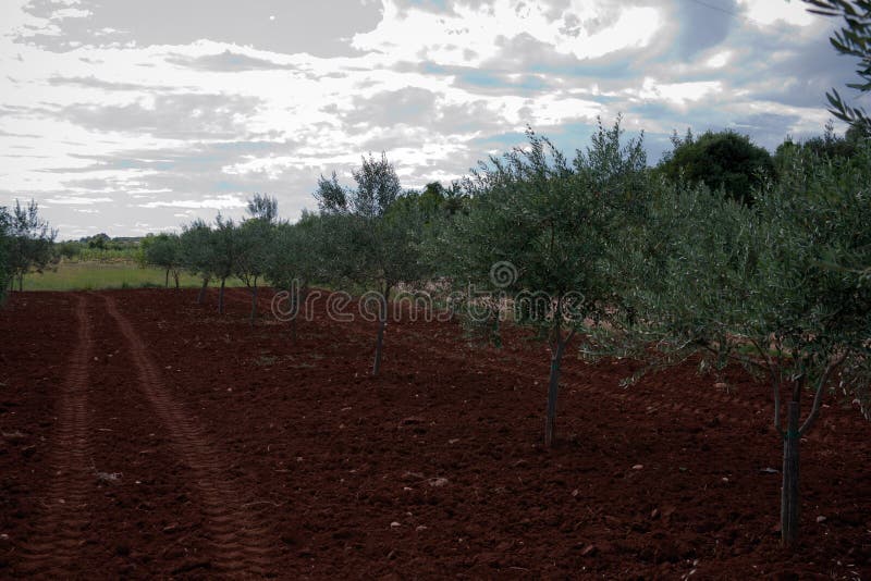 Olive tree field stock photo. Image of husbandry, field - 16220312