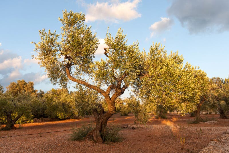 Olive tree field stock image. Image of afternoon, environment - 54639991