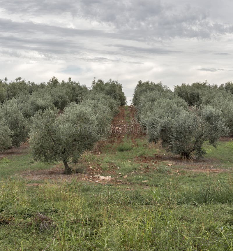 Olive Tree Field in Istria, Croatia Stock Photo - Image of olives ...