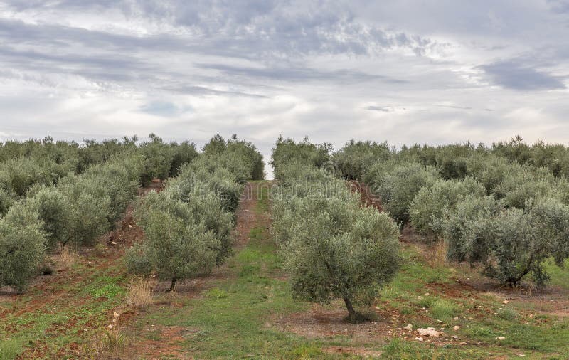 Olive Tree Field in Istria, Croatia Stock Photo - Image of olives ...