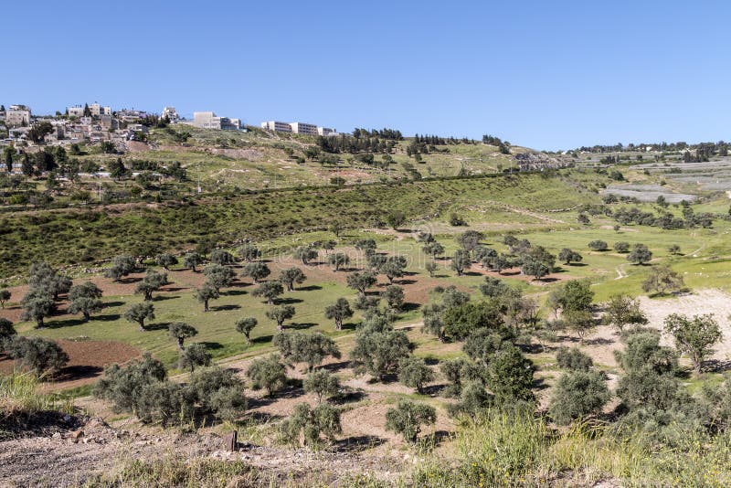 Olive Tree Field in Jerusalem Stock Image - Image of grass, israel ...