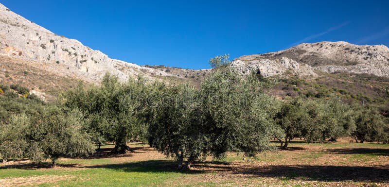 Olive Tree Field and Mountain Stock Photo - Image of branch, landscape ...