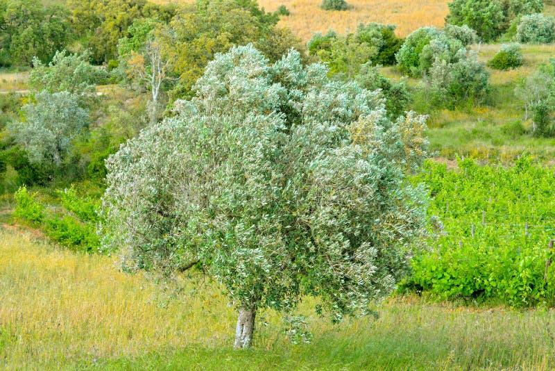 Olive Tree in the Field in Portugal Stock Photo - Image of portugal ...