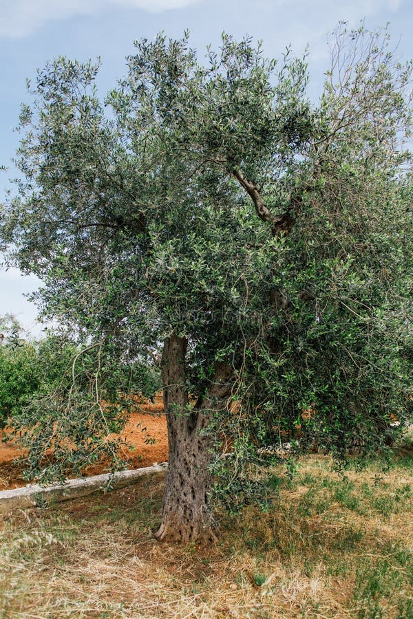 Olive Tree in Field Summer in Sunny Italy Stock Image - Image of garden ...
