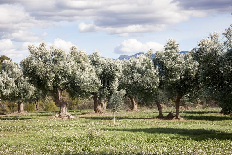 Olive tree stock photo. Image of olive, focus, natural - 136379506