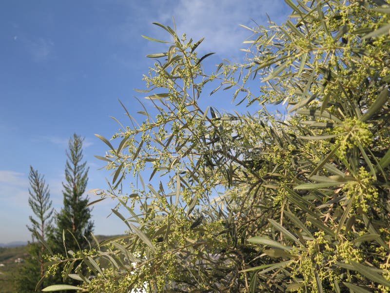 Olive tree in flower stock photo. Image of mediteranean - 88990028