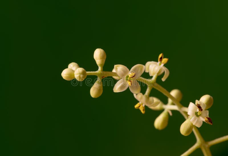 Olive tree flowers stock image. Image of outside, blossom - 93373249
