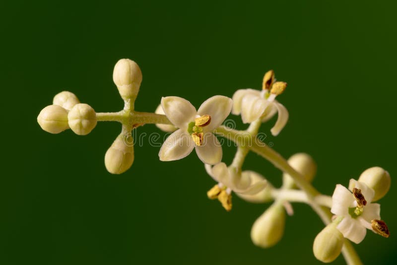 Olive tree flowers stock image. Image of close, annual - 93373415