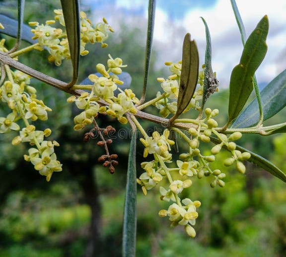 Olive Tree Flowers in Spring Stock Image - Image of plant, blossom ...