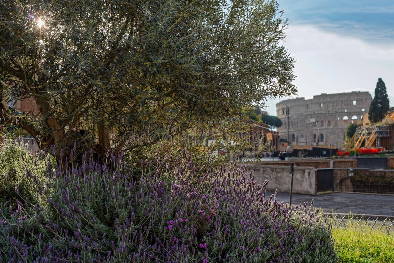 Springtime in Rome stock image. Image of olive, city - 110616301