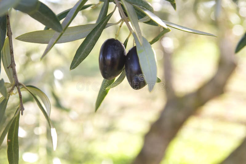 Olive Tree Foliage with Ripe Fruits Stock Image - Image of ...