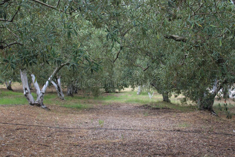 Olive Tree Forest View from Turkey Stock Photo - Image of view, nature ...