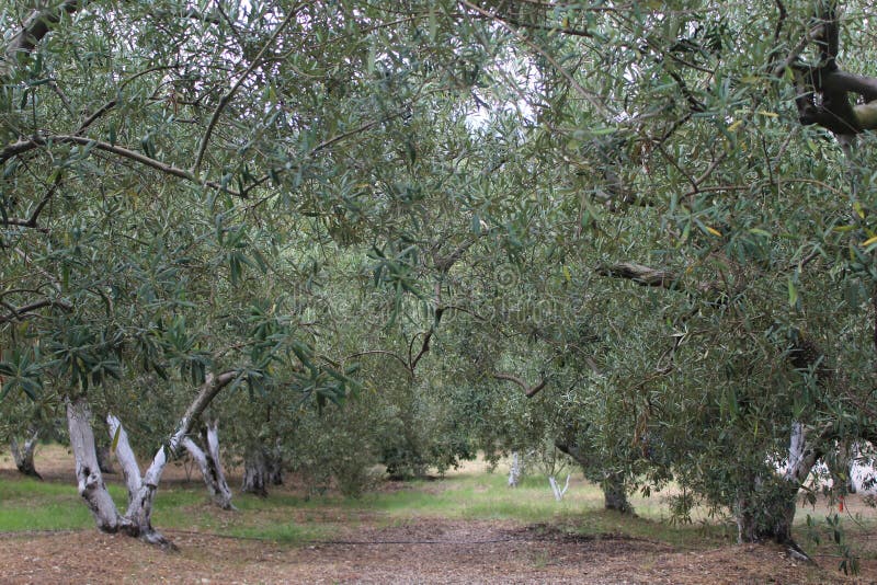 Olive Tree Forest View from Turkey Stock Photo - Image of turley, view ...