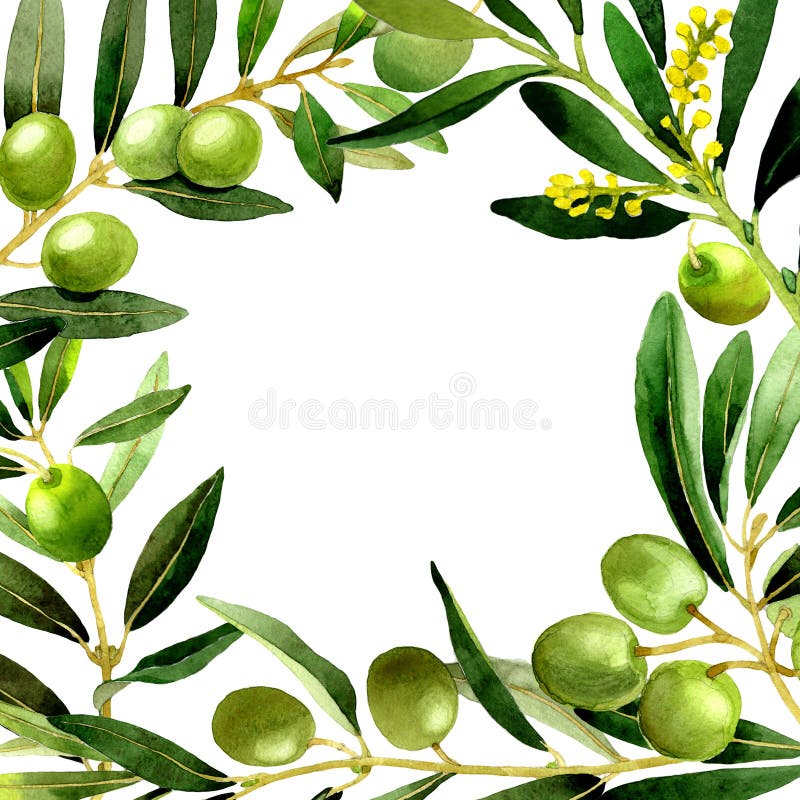 Olive Tree Frame in a Watercolor Style Isolated. Stock Illustration ...