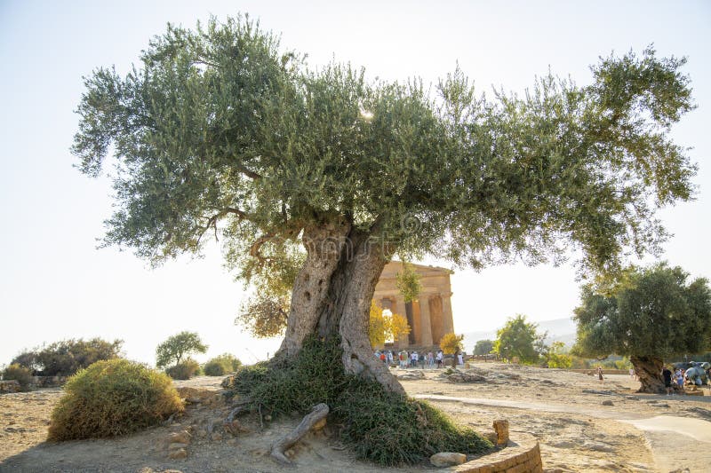 Olive Tree in Front of Greek Temple Stock Photo - Image of civilization ...