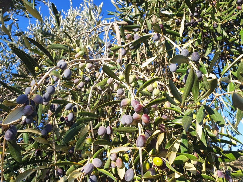 An olive tree with fruits stock image. Image of macro - 270972959