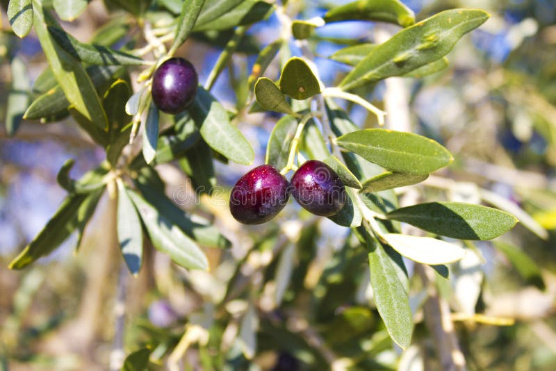 Olive tree fruits stock image. Image of black, mediterranean - 30995949