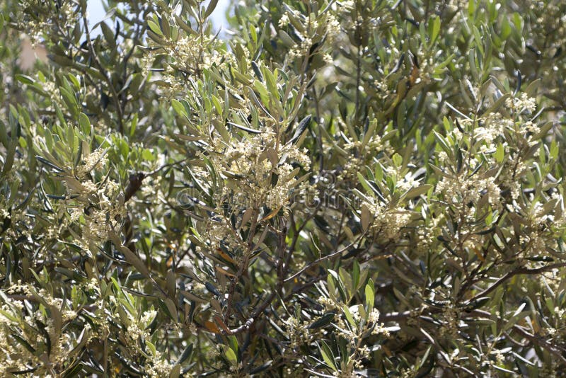 Olive Tree Flowering in Spring Time Stock Photo - Image of blossom ...