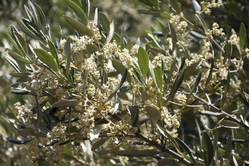 Olive Tree Flowering in Spring Time Stock Image - Image of focus, naked ...