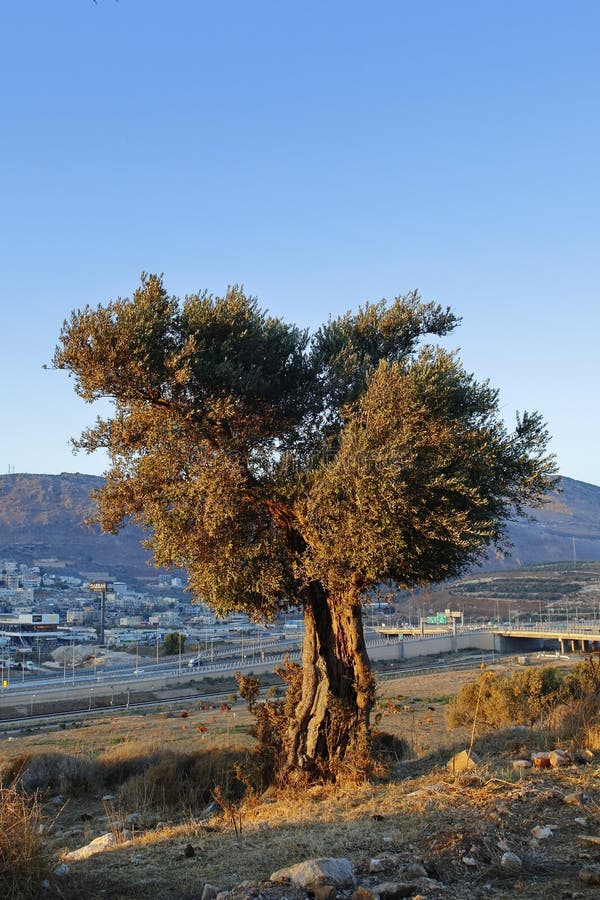 Olive Tree in the Gold Hour Light. Stock Photo - Image of tree, gold ...