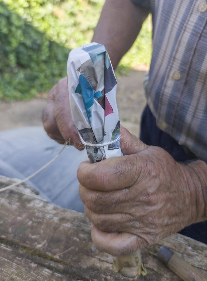Olive tree grafting stock photo. Image of grafting, cultivars - 339123142
