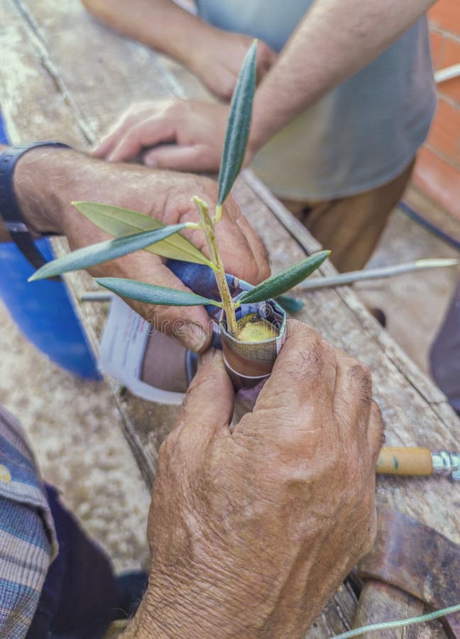 Olive tree grafting stock photo. Image of dwarfing, industry - 339122982
