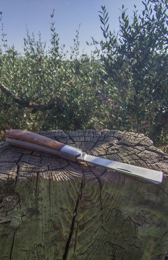 Olive tree grafting stock image. Image of groove, blade - 339123261