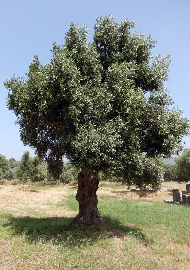 Olive tree in Greece stock photo. Image of field, food - 49147208