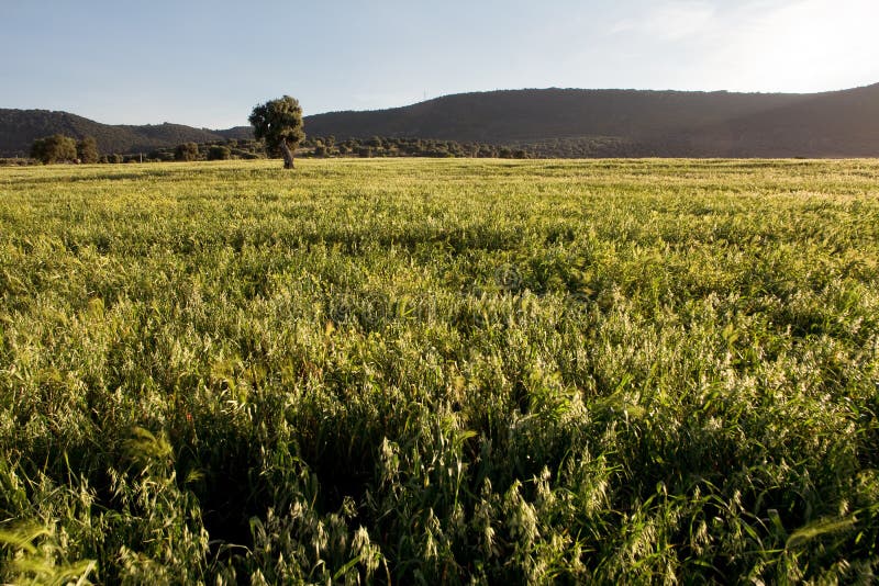 Olive stock image. Image of unirrigated, field, countryside - 53803779