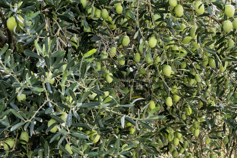 Olive Tree with Green Olives Stock Photo - Image of italy, rural: 337537964