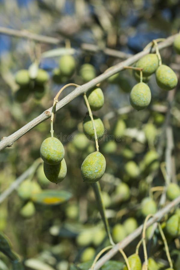 Olive on the Tree, Olive Taggiasche, Liguria, Imperia Stock Photo ...