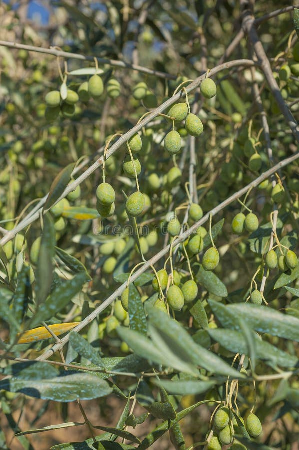 Olive Tree with Green Olives, Liguria, Italy Stock Image - Image of ...