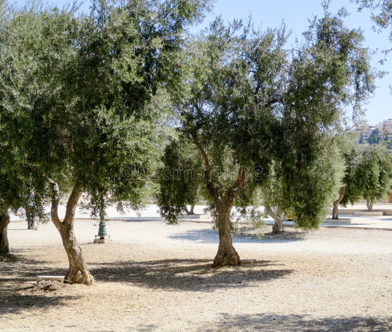 Olive Tree Grove stock photo. Image of aged, grove, small - 77009572