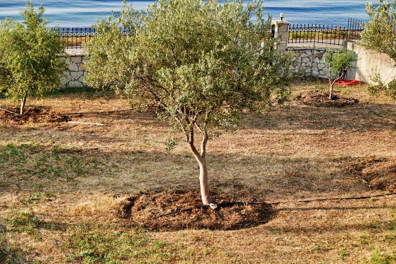 Olive Tree Growing in Front Yard Stock Image - Image of olive, freshly ...