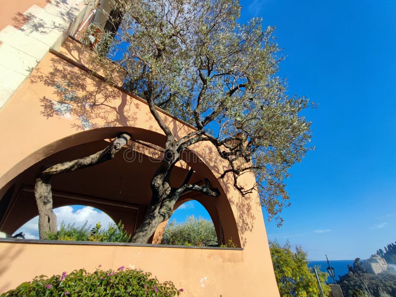 Olive Tree Growing Inside House Tree Patio Stock Image - Image of house ...