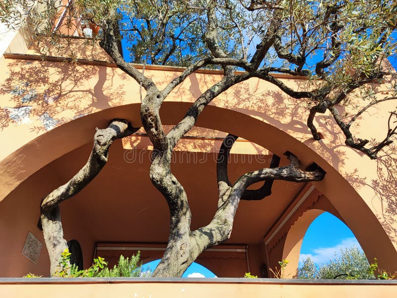 Olive Tree Growing Inside House Tree Patio Stock Image - Image of ...