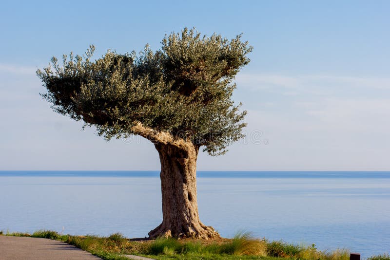 Olive Tree Growing in a Wine Park in Crimea on Blue Sea Background ...