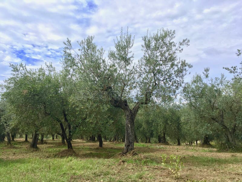 Olive Tree in Heard Shape Inside of the Olive Forest in Tuscany, Italy ...