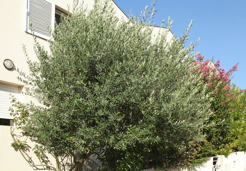 Olive tree in a hedge stock image. Image of lavender - 244599301