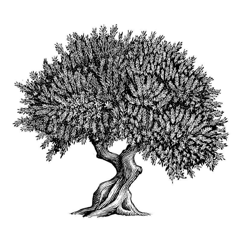 Olive Tree Etching Stock Illustrations – 491 Olive Tree Etching Stock ...