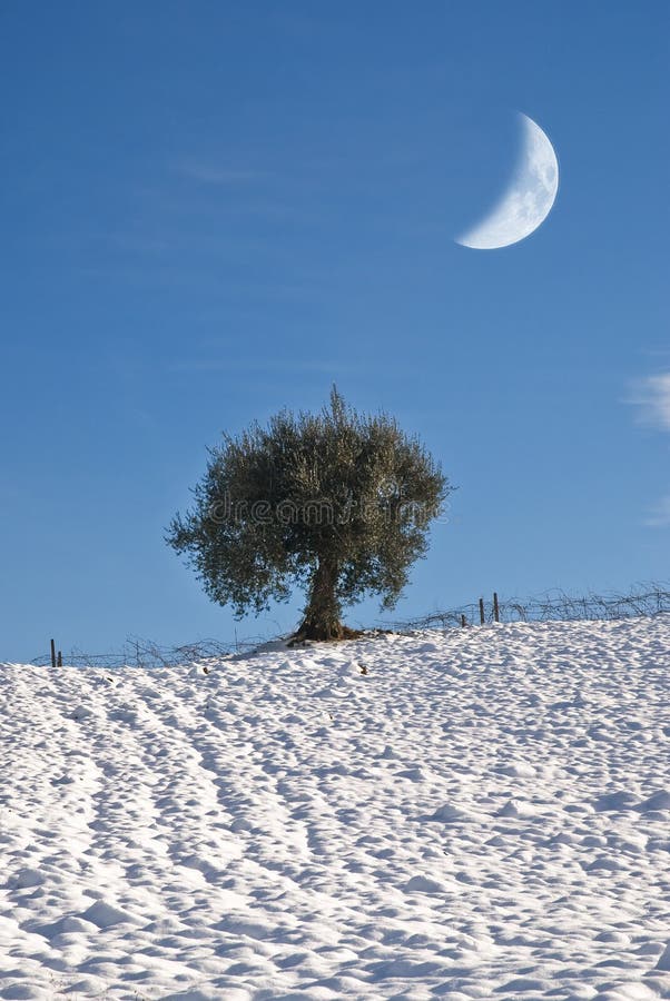 Olive Tree Isolated with Snow and Moon Stock Photo - Image of planet ...