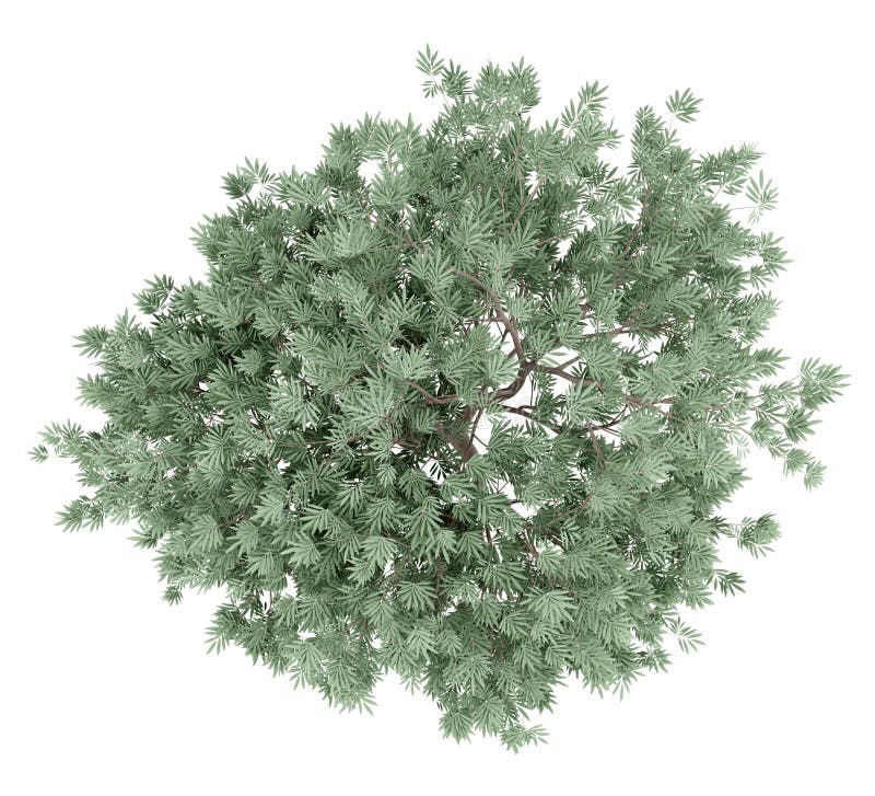 Olive Tree Isolated on White. Top View Stock Illustration ...