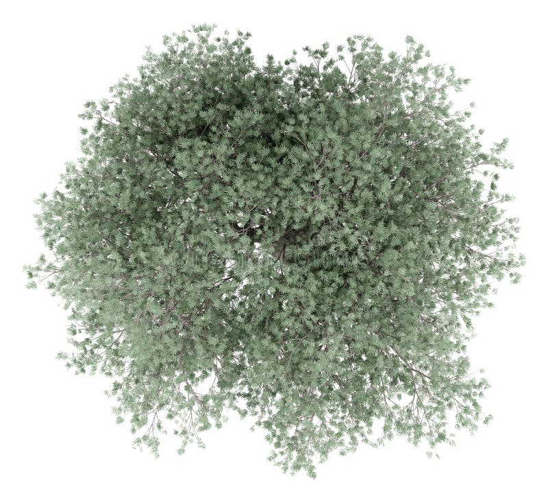 Olive Tree Isolated on White. Top View Stock Illustration ...