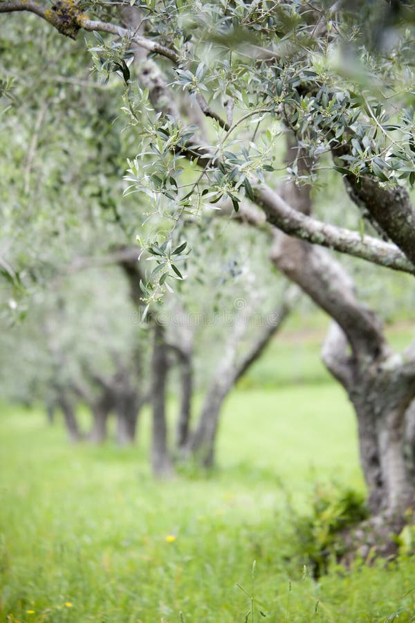 Olive tree stock photo. Image of branch, design, beautiful - 118172092