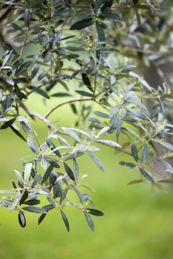 Olive tree stock photo. Image of agriculture, country - 118172158