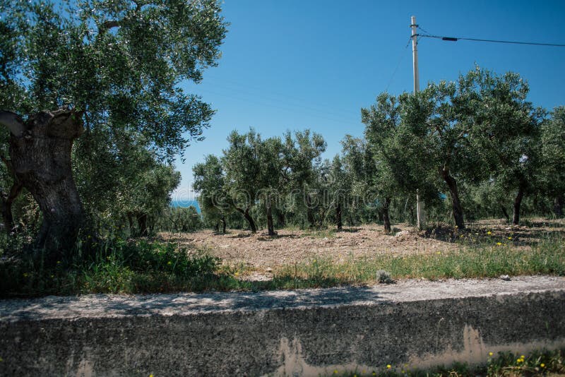 Olive Tree in Field Summer in Sunny Italy Stock Photo - Image of garden ...