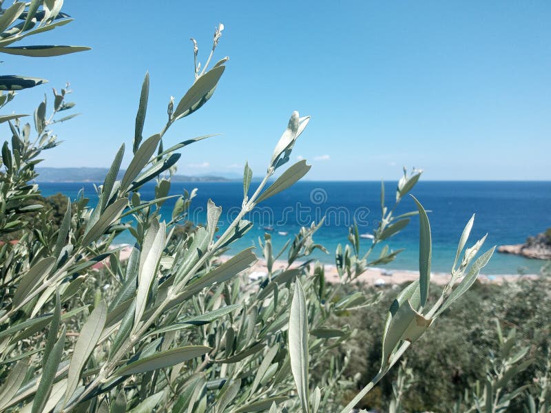 Olive Tree in July Sunny Day. Stock Image - Image of leaf, grapes ...