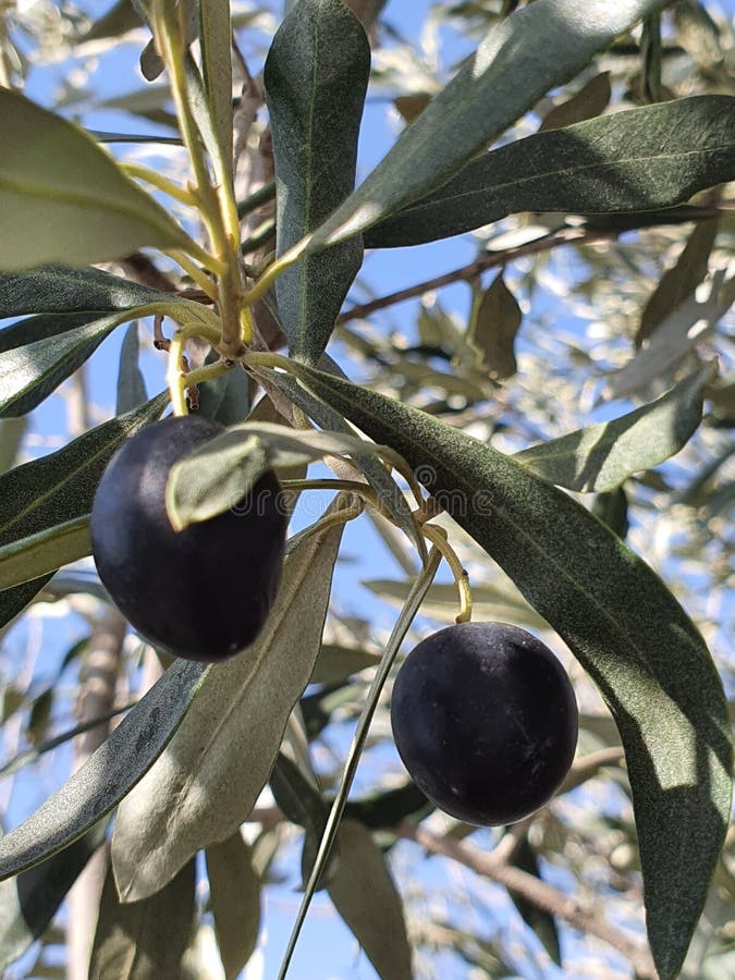 Olive Tree the Kalamon Type at Athienou Larnaca Cyprus Stock Image ...