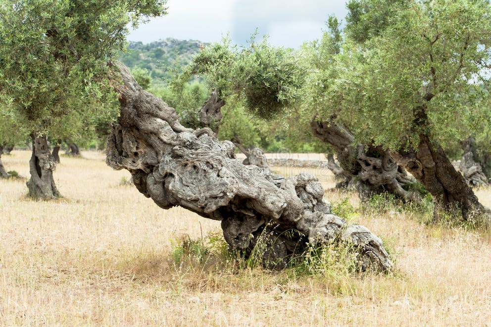 Olive Tree with Knobby Trunk Stock Photo - Image of vegetable, food ...