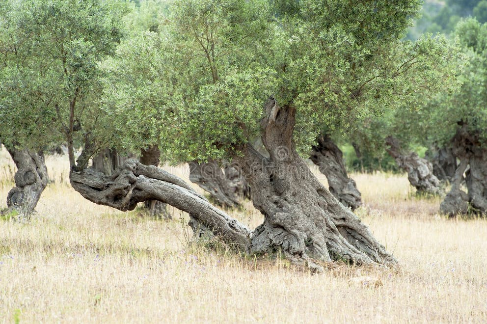 Olive Tree with Knobby Trunk Stock Photo - Image of gnarled, country ...